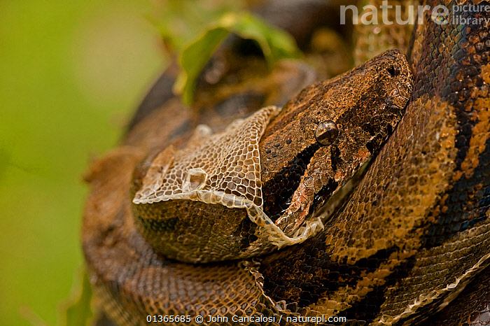 Stock photo of Boa Constrictor (Boa constrictor) shedding skin from ...
