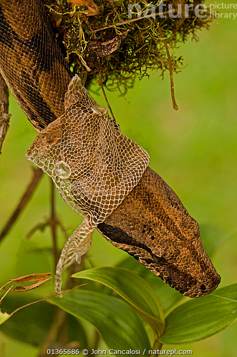 Stock photo of Boa Constrictor (Boa constrictor) shedding skin from ...