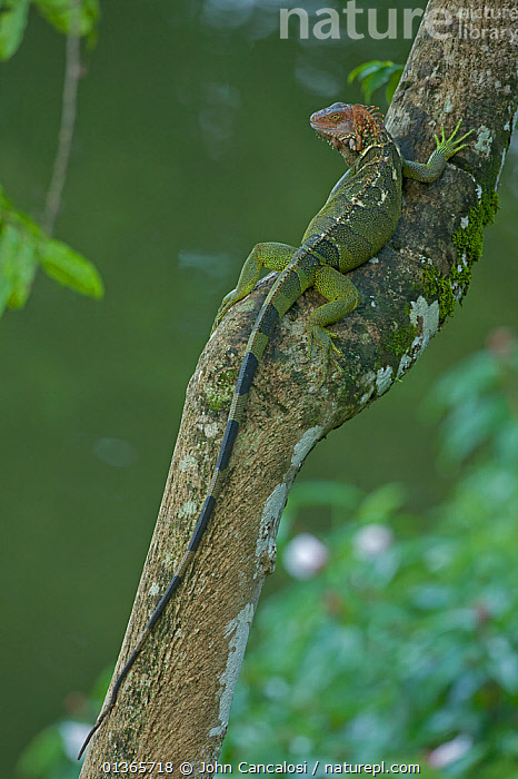 Stock photo of Green / Common Iguana (Iguana iguana) on branch. Costa ...