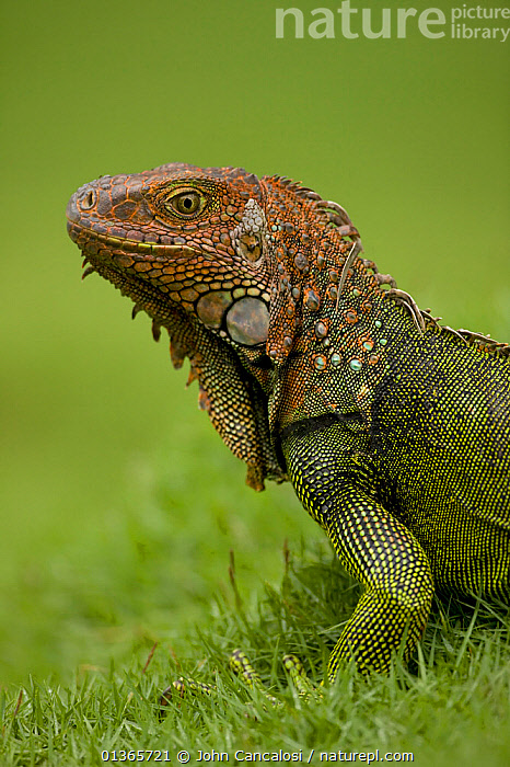 Stock photo of Green / Common Iguana (Iguana iguana) in profile. Costa ...
