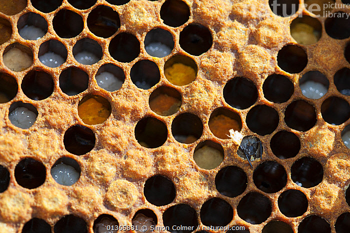 Stock photo of Honey bee comb (Apis mellifera) showing capped honey ...