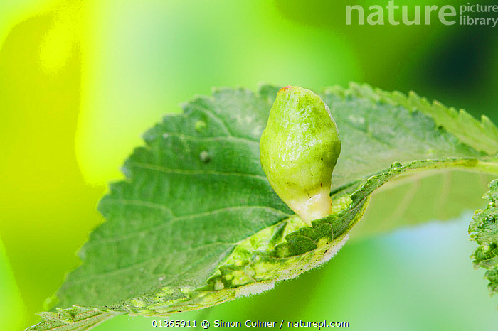 Stock photo of Plant gall (Tetraneura ulmi) on Wych elm (Ulmus glabra ...