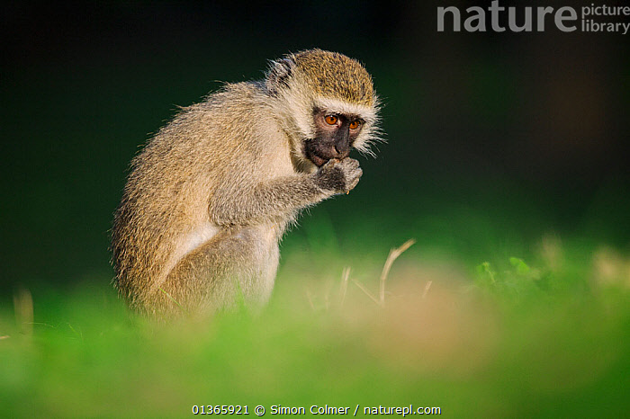 Stock photo of Vervet monkey eating mango (Cercopithecus pygerythrus ...