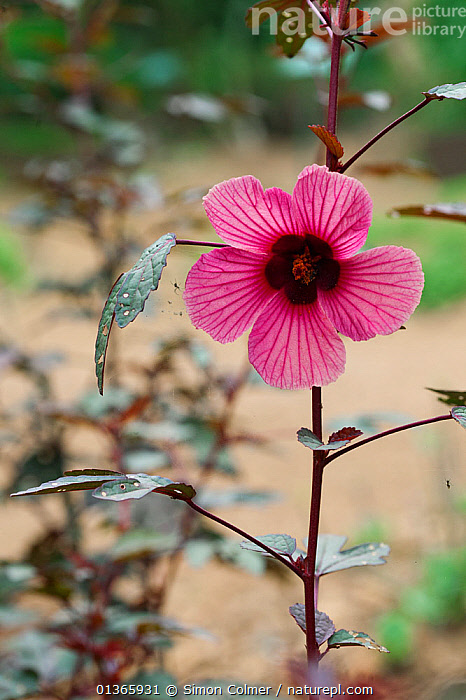 Stock photo of African Rosemallow also known as Maple Sugar, Red ...