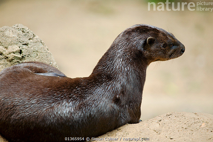 Stock photo of Spotted-necked otter (Lutra / Hydrictis maculicollis ...