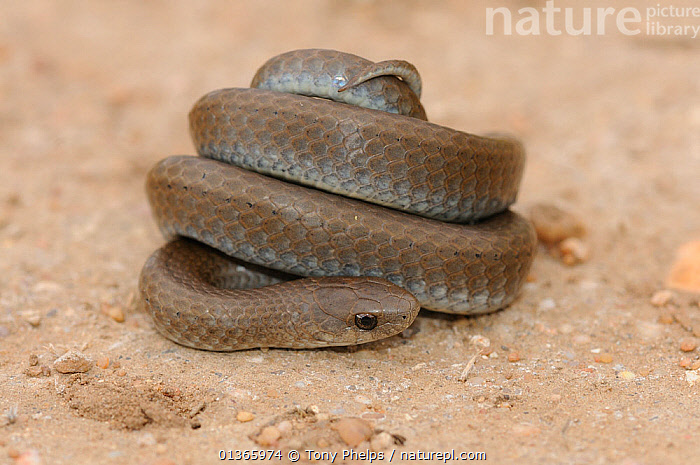Stock photo of Slug eating snake (Duberria lutrix) in defensive coil ...