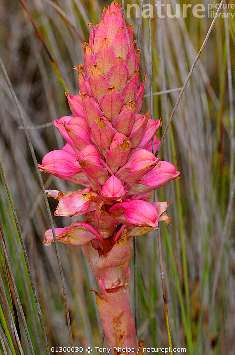 Stock photo of Satyr orchid, Rooikappie (Satyrium carneum) deHoop ...