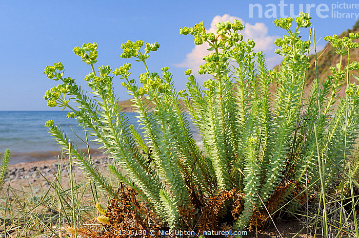 Stock photo of Sea spurge (Euphorbia paralias) clump flowering in ...