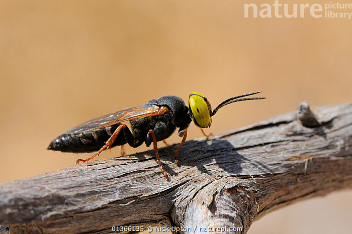 Stock photo of Sphecid wasp (Tachysphex sp) resting on driftwood, Samos ...