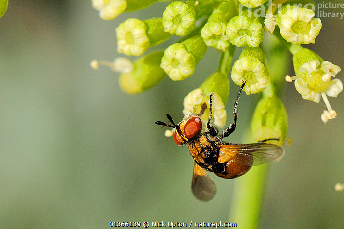 Stock photo of Parasite fly / Tachinid fly (Gymnosoma sp) a parasitoid ...