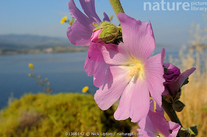 Stock photo of Pale rose / Turkish wild hollyhock (Alcea / Althaea ...
