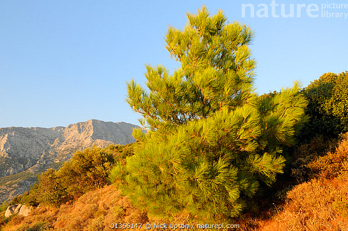 Stock photo of Young Turkish pine tree (Pinus brutia) with bare karst ...