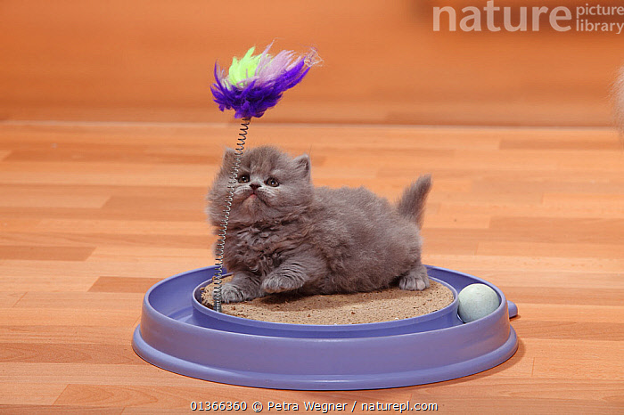 Stock photo of British Longhair Cat kitten, blue-cream, Highlander ...