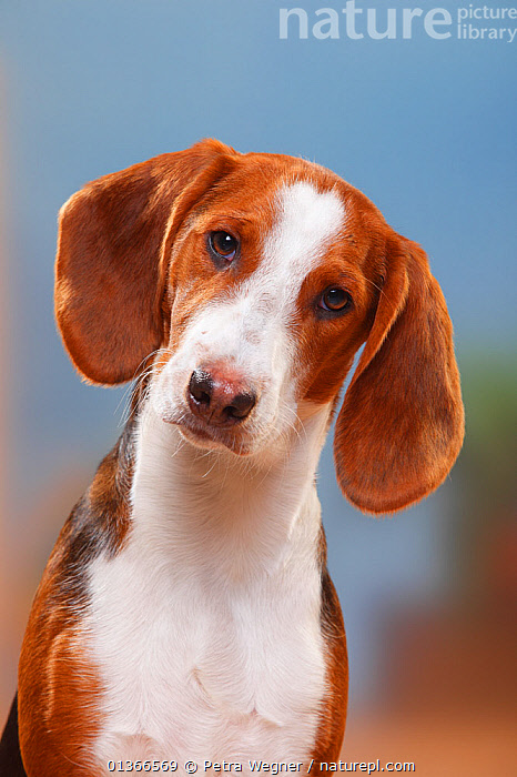 Stock photo of German Hound male, 6 months.. Available for sale on www ...
