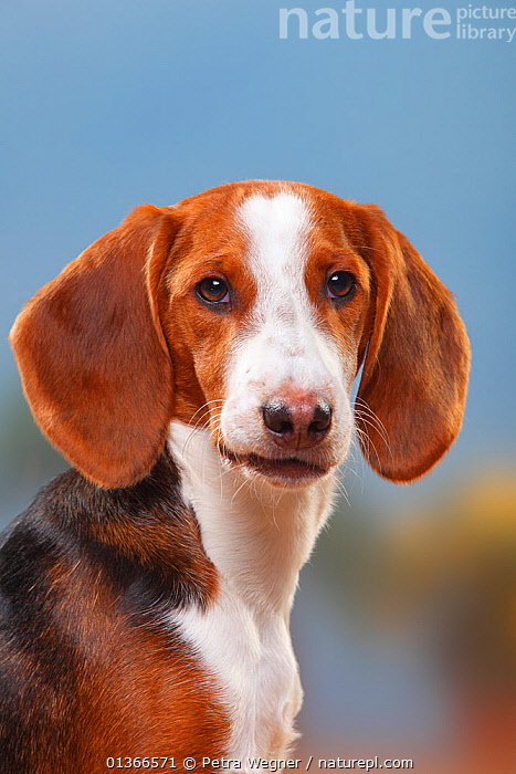 Stock photo of German Hound male, 6 months.. Available for sale on www ...