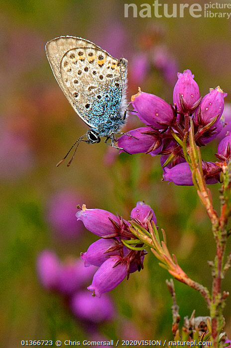 Stock photo of Silver-studded blue butterfly (Plebeius argus) male at ...