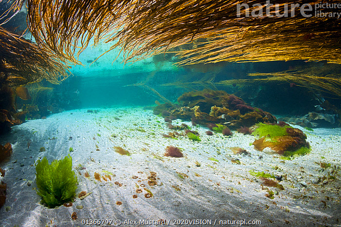 Stock photo of Seaweeds, including a canopy of Spagetti seaweed ...