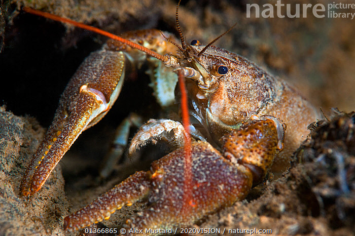 Stock photo of White-clawed crayfish (Austropotamobius pallipes) the ...