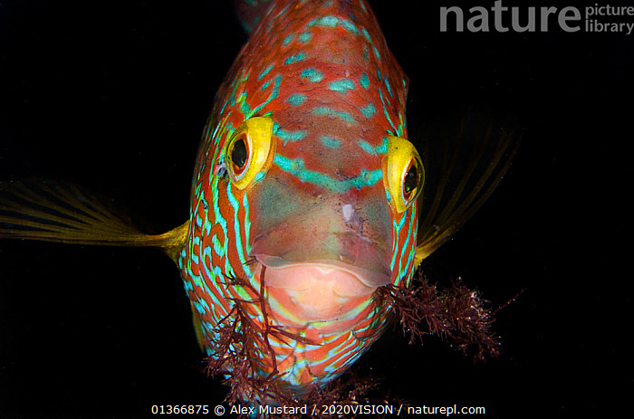 Stock photo of Corkwing wrasse (Symphodus / Crenilabrus melops) male ...