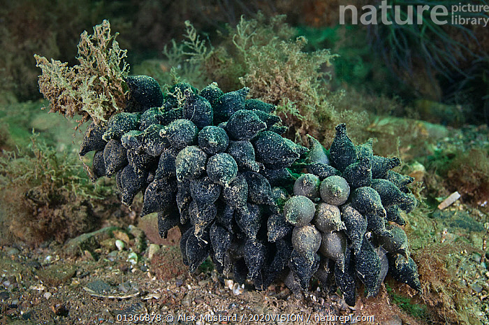 Stock photo of Cuttlefish eggs (Sepia officinalis) recently laid in ...