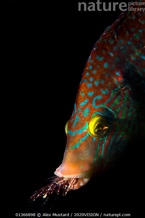 Stock photo of Corkwing wrasse (Symphodus / Crenilabrus melops) male ...
