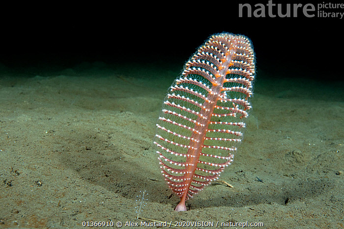 Stock photo of Phosphorescent Seapen (Pennatula phosphorea) extends out ...
