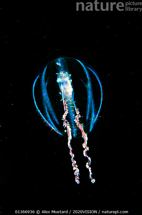 Sea Gooseberry Jellyfish Comb Jelly Facts (Ctenophora)