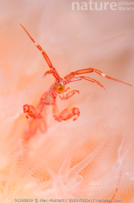 Stock photo of Skeleton shrimp (Caprella linearis) living within the ...