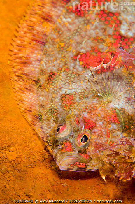 Stock photo of Norwegian topknot (Phrynorhombus norvegicus) flatfish ...
