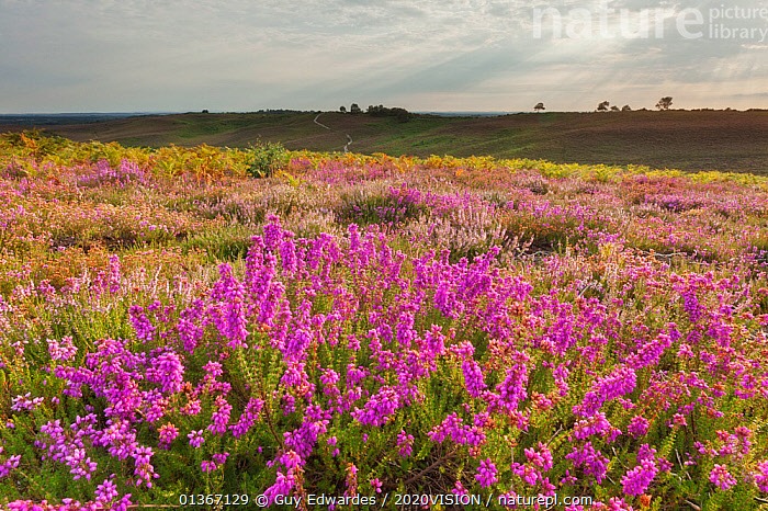 Stock photo of Bell heather (Erica cinerea) flowering on Vereley Hill ...