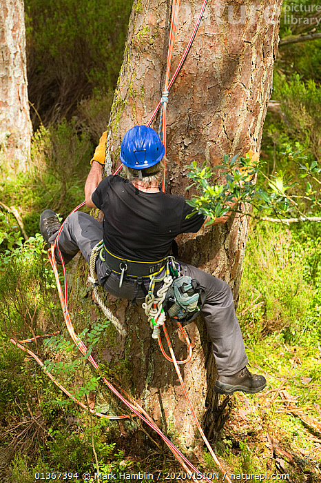 Stock photo of SNH officer climbing pine tree to examine nest and ...