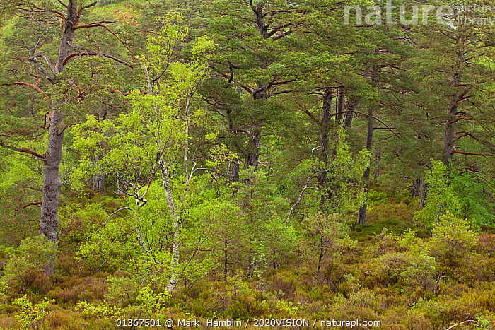 Stock photo of Scots pine trees (Pinus sylvestris) and Birch trees ...