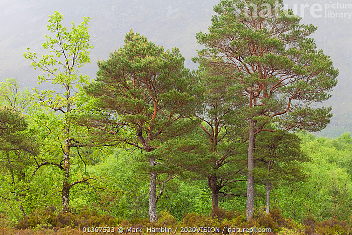 Stock photo of Scots pine trees (Pinus sylvestris) and Silver birch ...