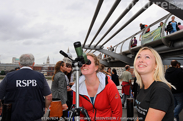 Stock photo of RSPB staff member Emma Cambell showing peregrines to ...
