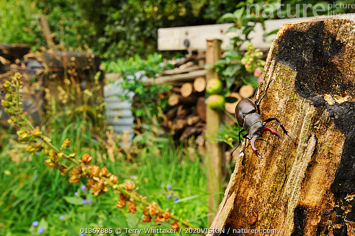 Stock photo of Stag beetle (Lucanus cervus) male on burned and rotting ...