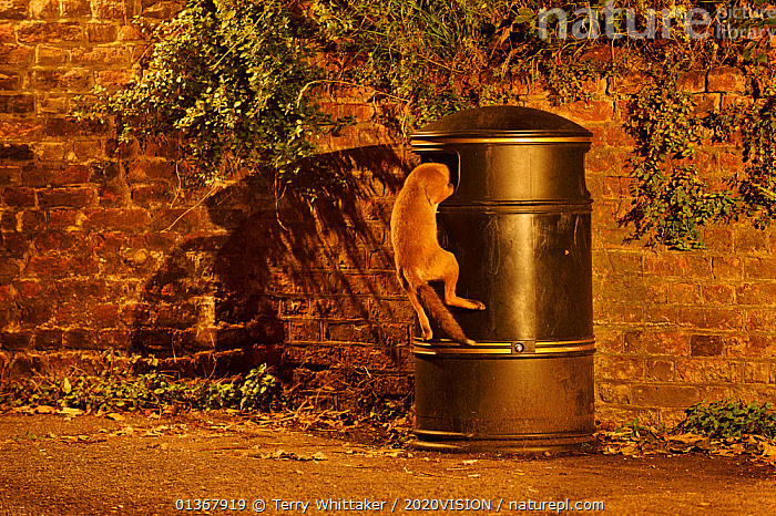 Stock photo of Urban Red fox (Vulpes vulpes) cub climbing into litter bin to scavenge ...
