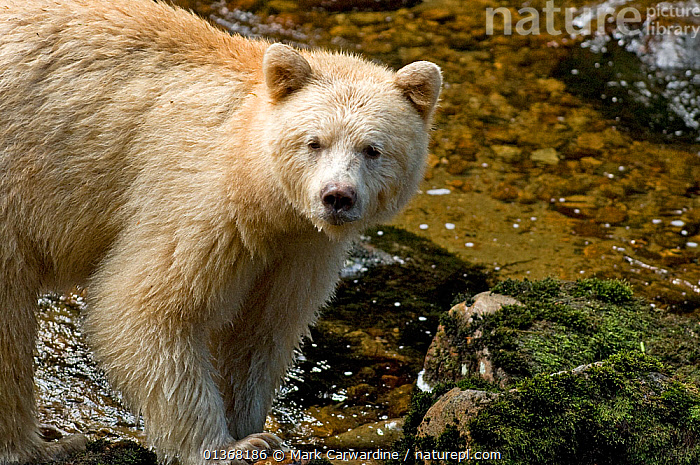 Stock photo of Spirit / Kermode Bear (Ursus americanus), an extremely ...