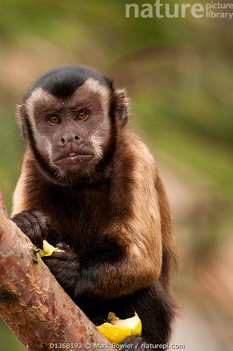 Stock photo of Brown capuchin / Guianan Island Brown Capuchin (Cebus ...