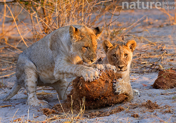 Stock photo of African lion (Panthera leo) two cubs playing with very ...