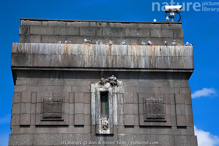 Stock photo of Kittiwake (Rissa tridactyla) colony nesting on Tyne ...