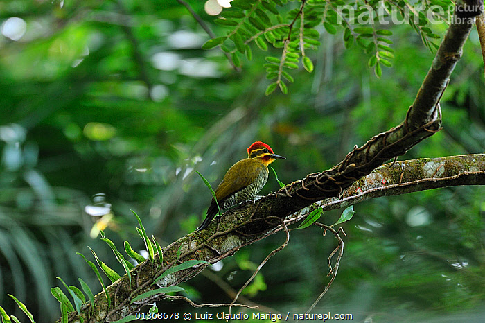 Stock photo of Yellow-browed woodpecker (Piculus aurulentus) in the ...