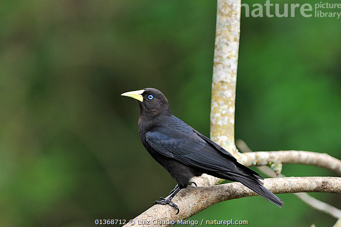 Stock photo of Red-rumped cacique (Cacicus haemorrhous) perched in ...