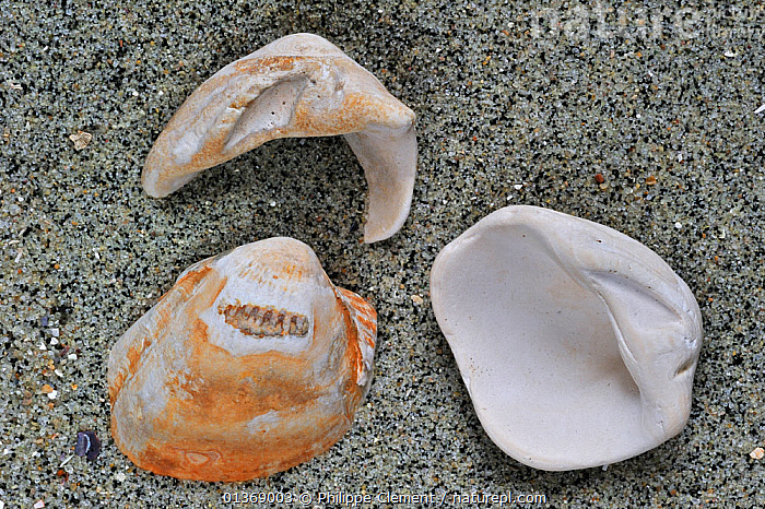 Stock photo of Fossilized cockles (Venericor planicosta / Megacardita ...