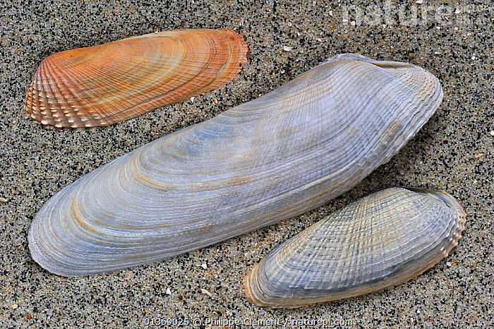 Stock photo of Pholadidae on beach showing Common piddock (Pholas ...