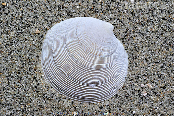Stock photo of Rayed artemis (Dosinia exoleta) shell on beach, Normandy ...