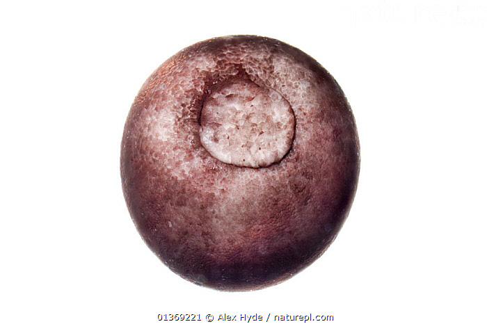 Stock photo of Embryo of common european toad (Bufo bufo) photographed ...