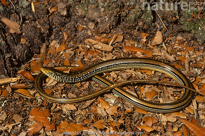 Stock photo of Mimic glass lizard (Ophisaurus mimicus) Bay Co. Florida ...