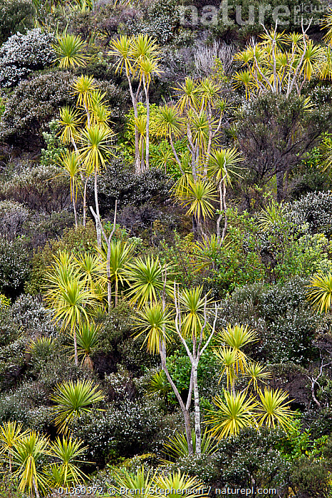 Stock photo of Cabbage / Palm Lily trees (Cordyline australis) amongst ...