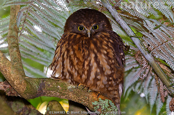Ninox
