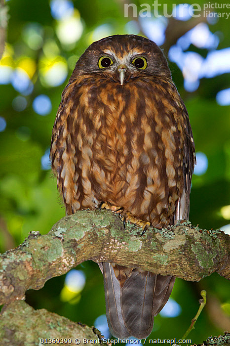 Ninox
